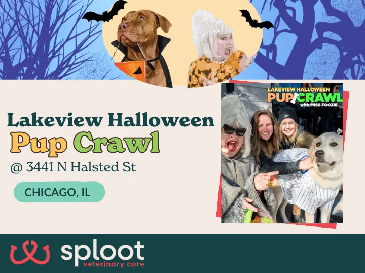 Chicago Veterinarian - Sploot Veterinary Care